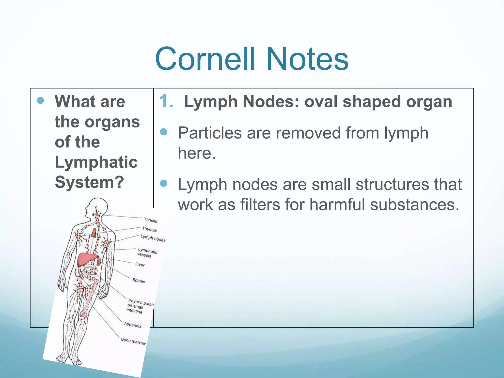 Lymphatic system | PPTX | Biological Sciences | Science