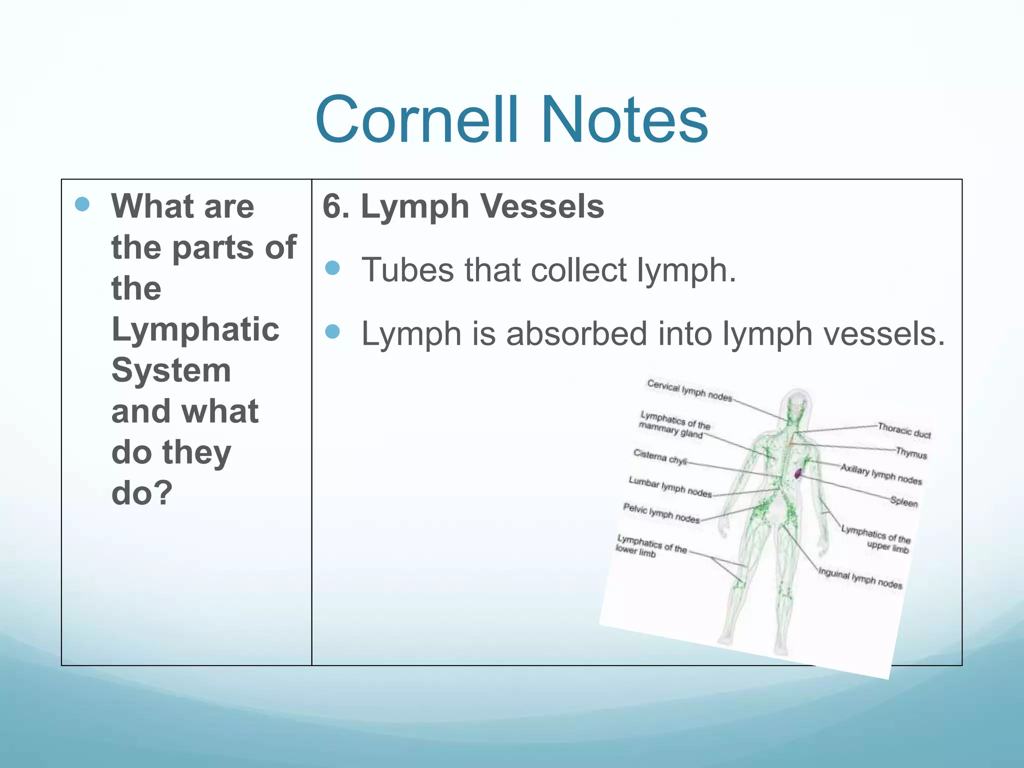 Lymphatic system | PPTX | Biological Sciences | Science