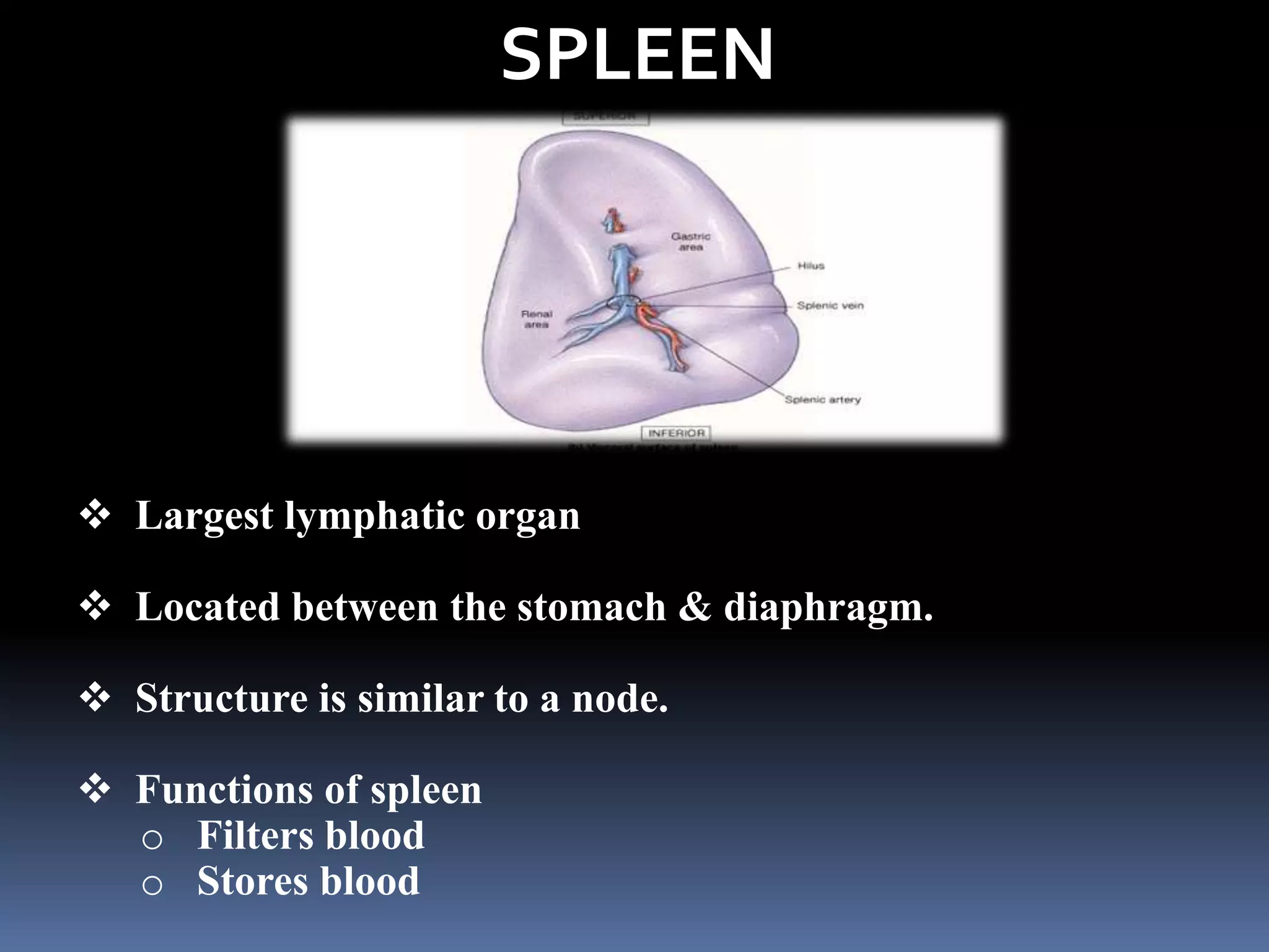 Lymphatic system-ppt | PPTX | Ear, Nose and Throat Conditions | Diseases and Conditions