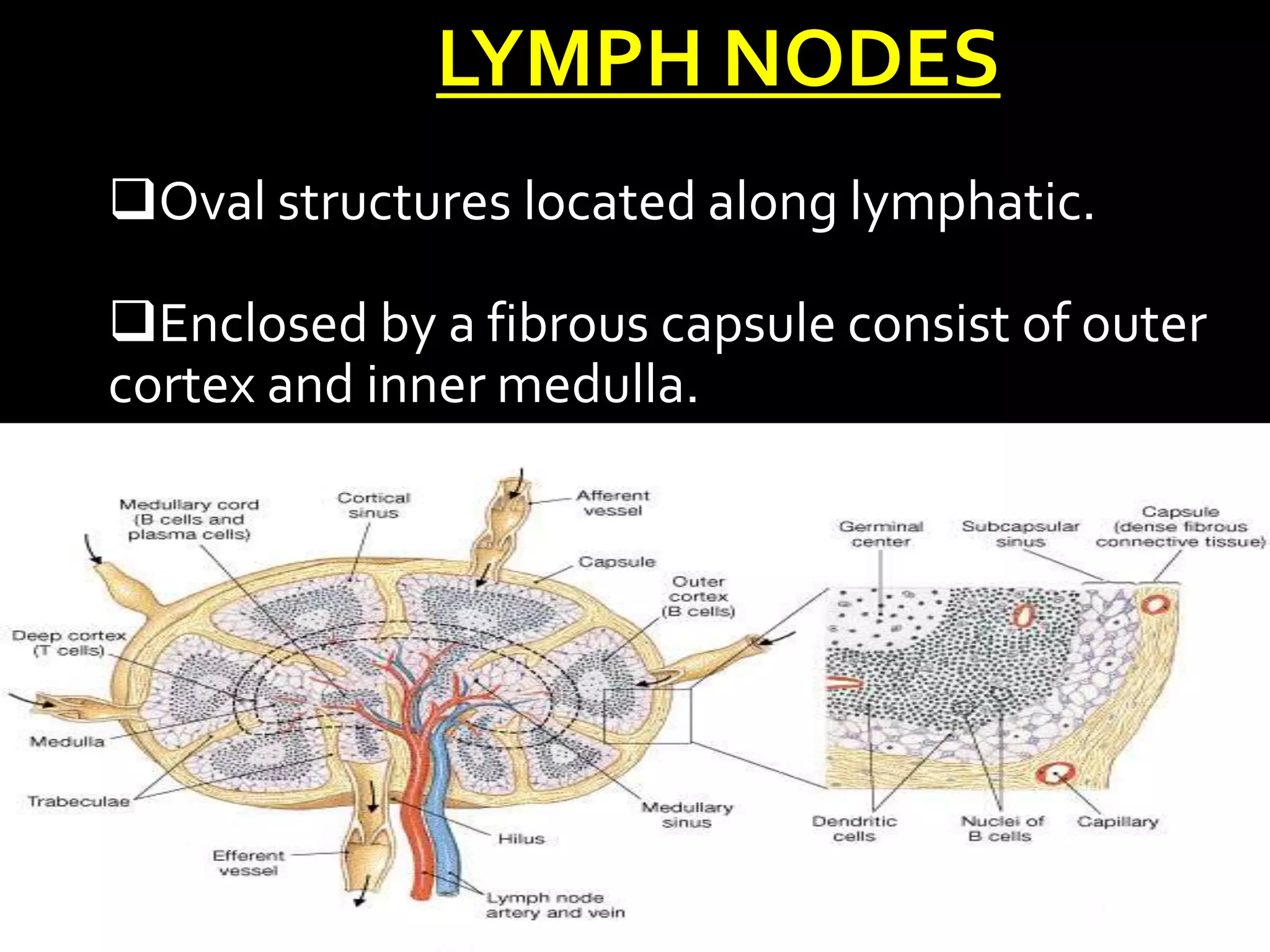 Lymphatic system-ppt | PPTX | Ear, Nose and Throat Conditions ...