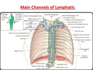 Lymphatic system-ppt | PPTX | Ear, Nose and Throat Conditions ...