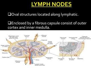 Lymphatic system-ppt | PPTX | Ear, Nose and Throat Conditions ...