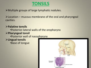 Lymphatic system-ppt | PPTX | Ear, Nose and Throat Conditions ...