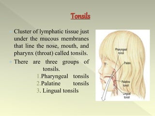 Lymphatic system | PPTX