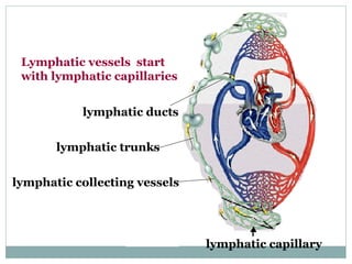 Lymphaticsystem | PDF