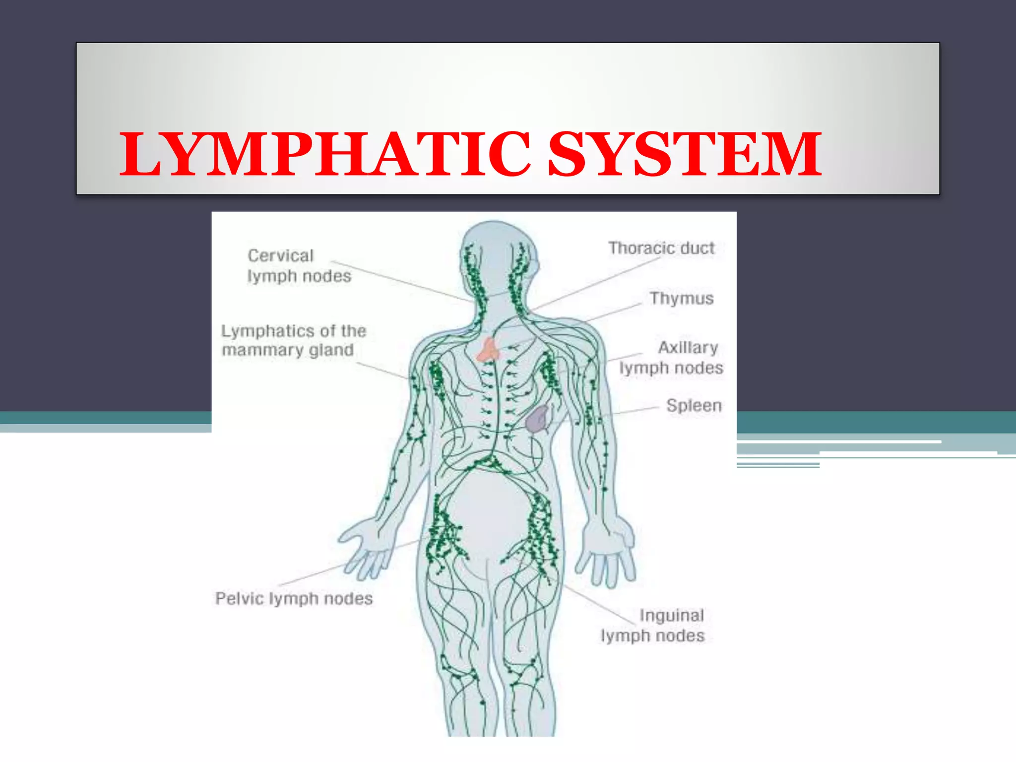 Lymphatic system | PPTX