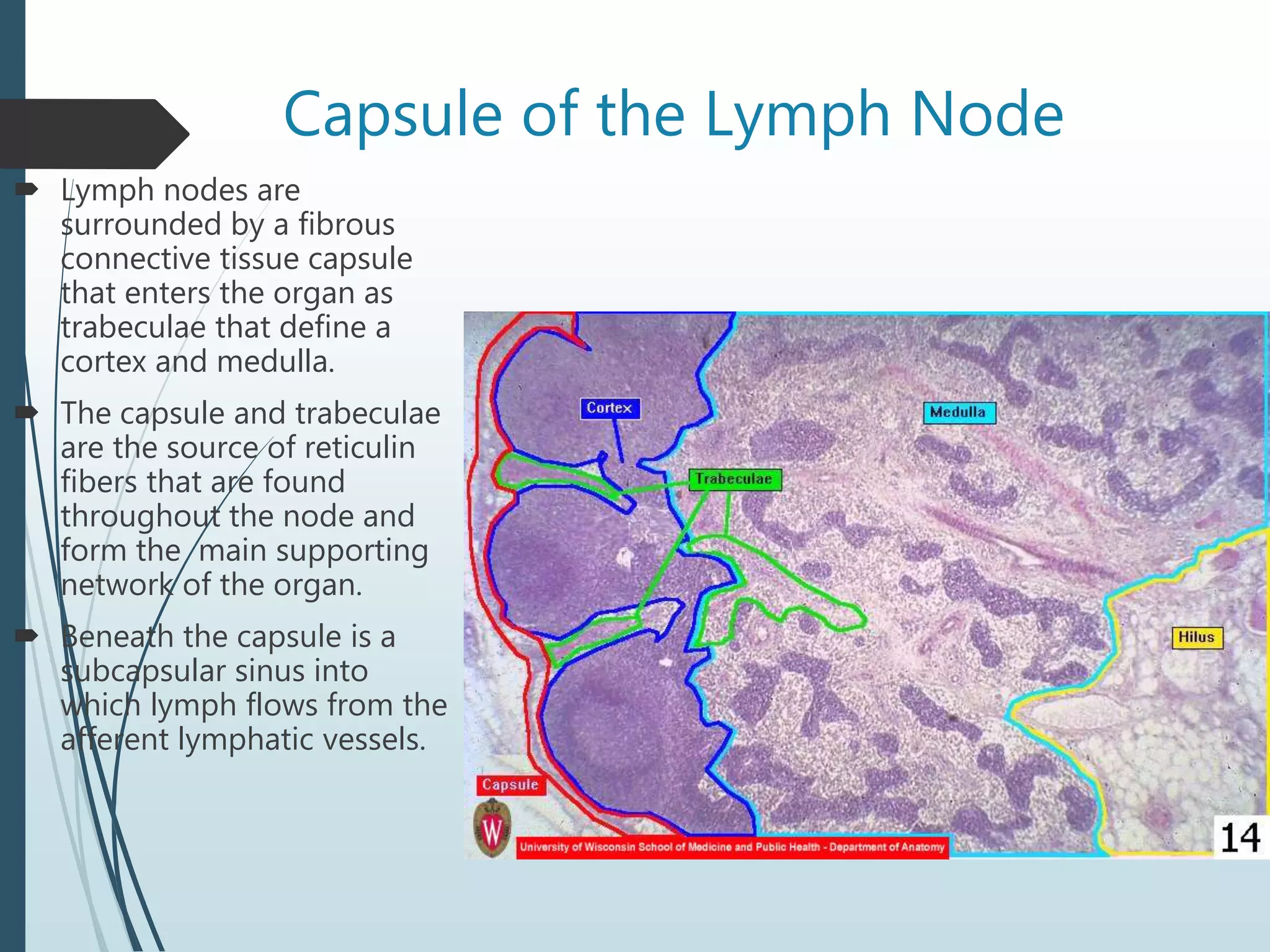 Lymphatic system- Lymph nodes and Spleen | PPTX
