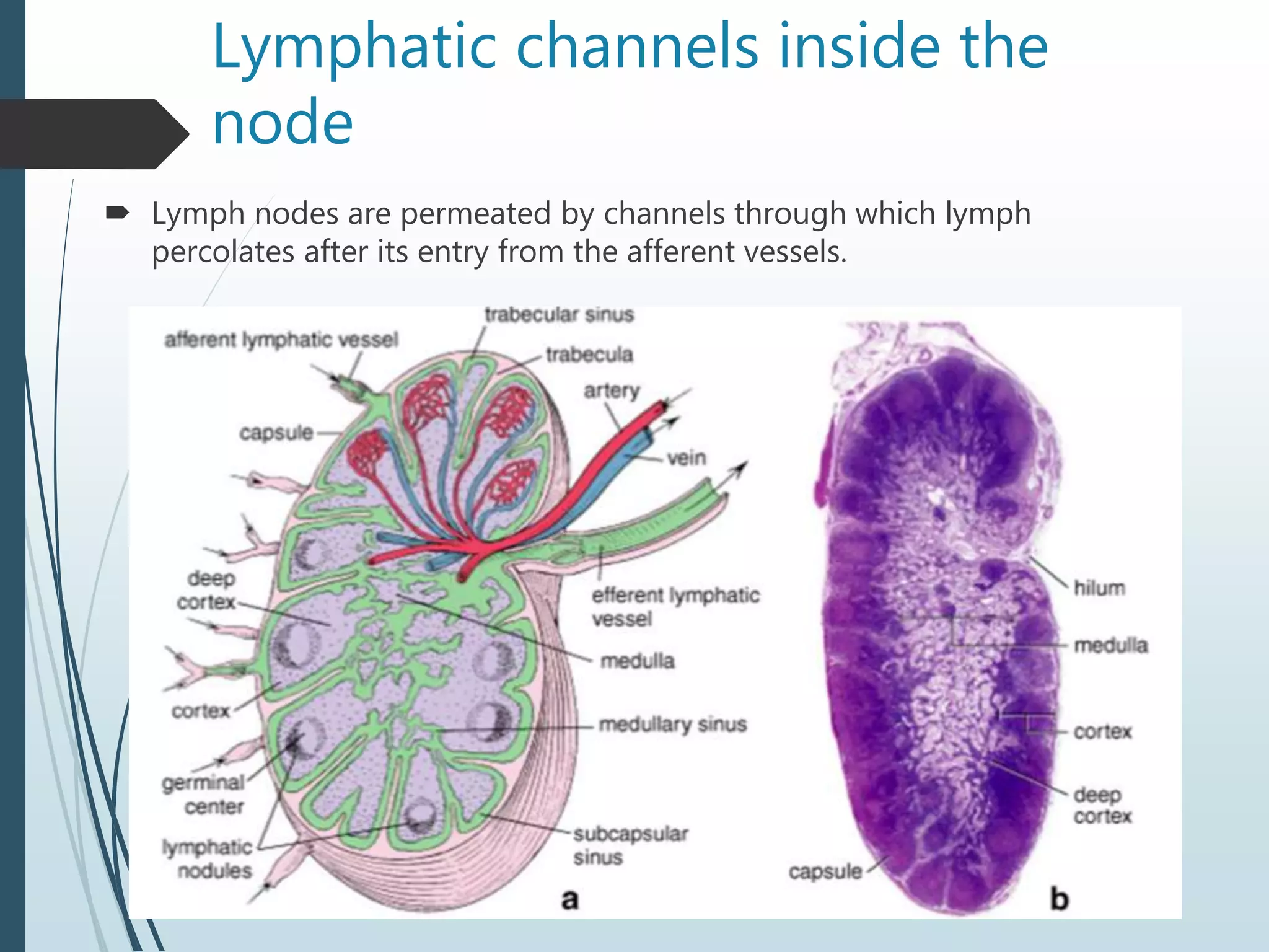 Lymphatic system- Lymph nodes and Spleen | PPTX | Biological Sciences | Science