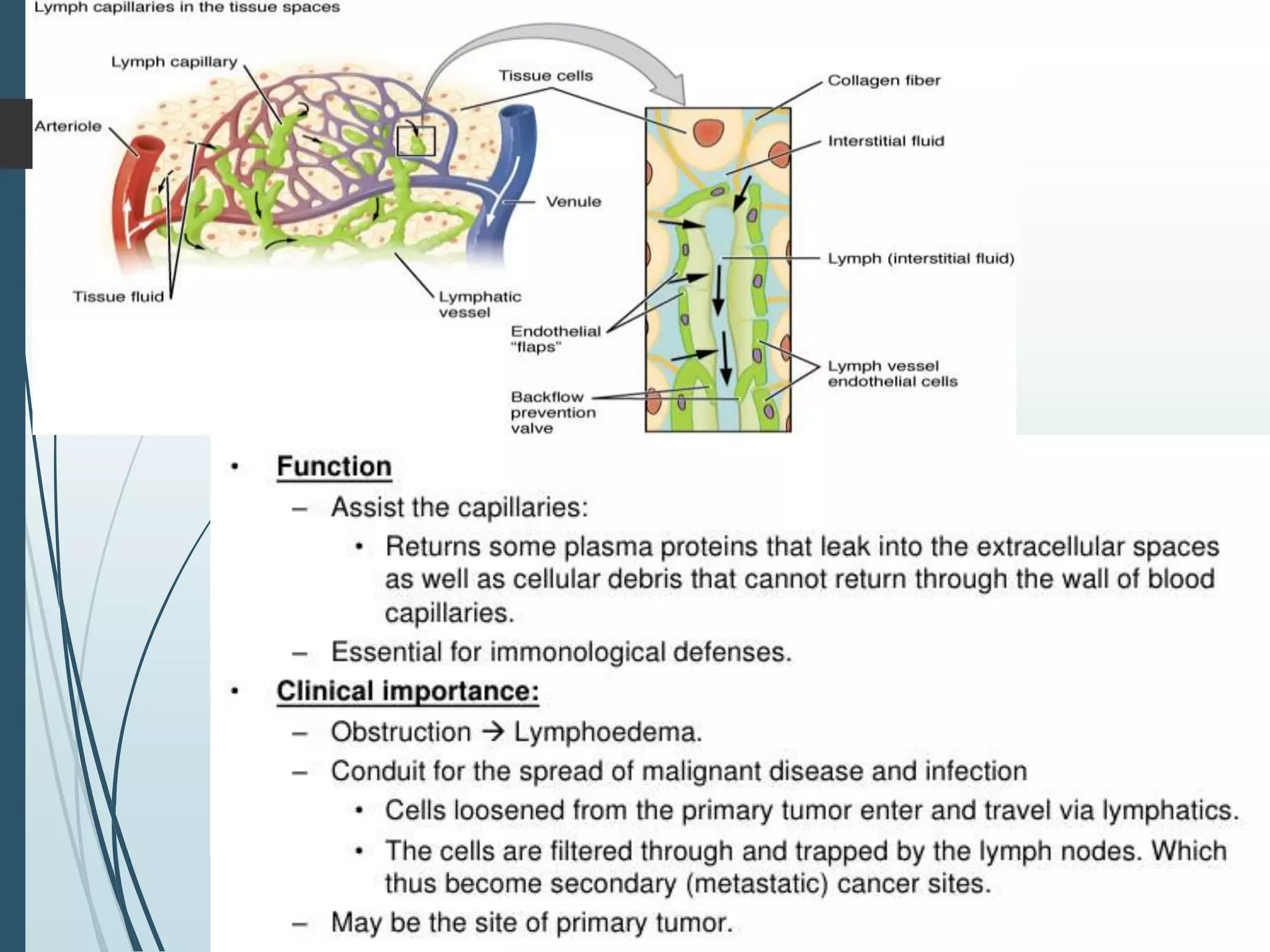 Lymphatic system- Lymph nodes and Spleen | PPTX