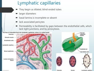 Lymphatic system- Lymph nodes and Spleen | PPTX