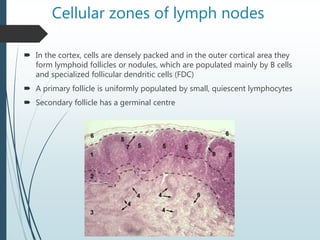 Lymphatic system- Lymph nodes and Spleen | PPTX