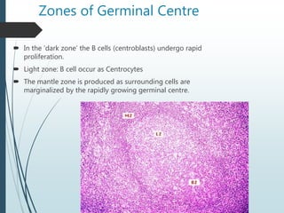 Lymphatic system- Lymph nodes and Spleen | PPTX