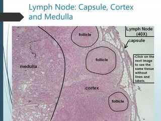 Lymph Node Slide