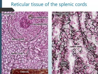 Reticular Tissue Spleen