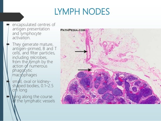 Lymphatic system- Lymph nodes and Spleen