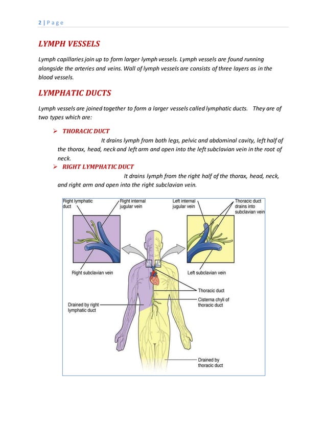 Lymphatic system | DOCX | Ear, Nose and Throat Conditions | Diseases ...