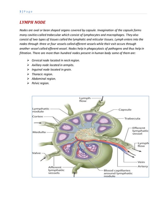 Lymphatic system | DOCX | Ear, Nose and Throat Conditions | Diseases ...