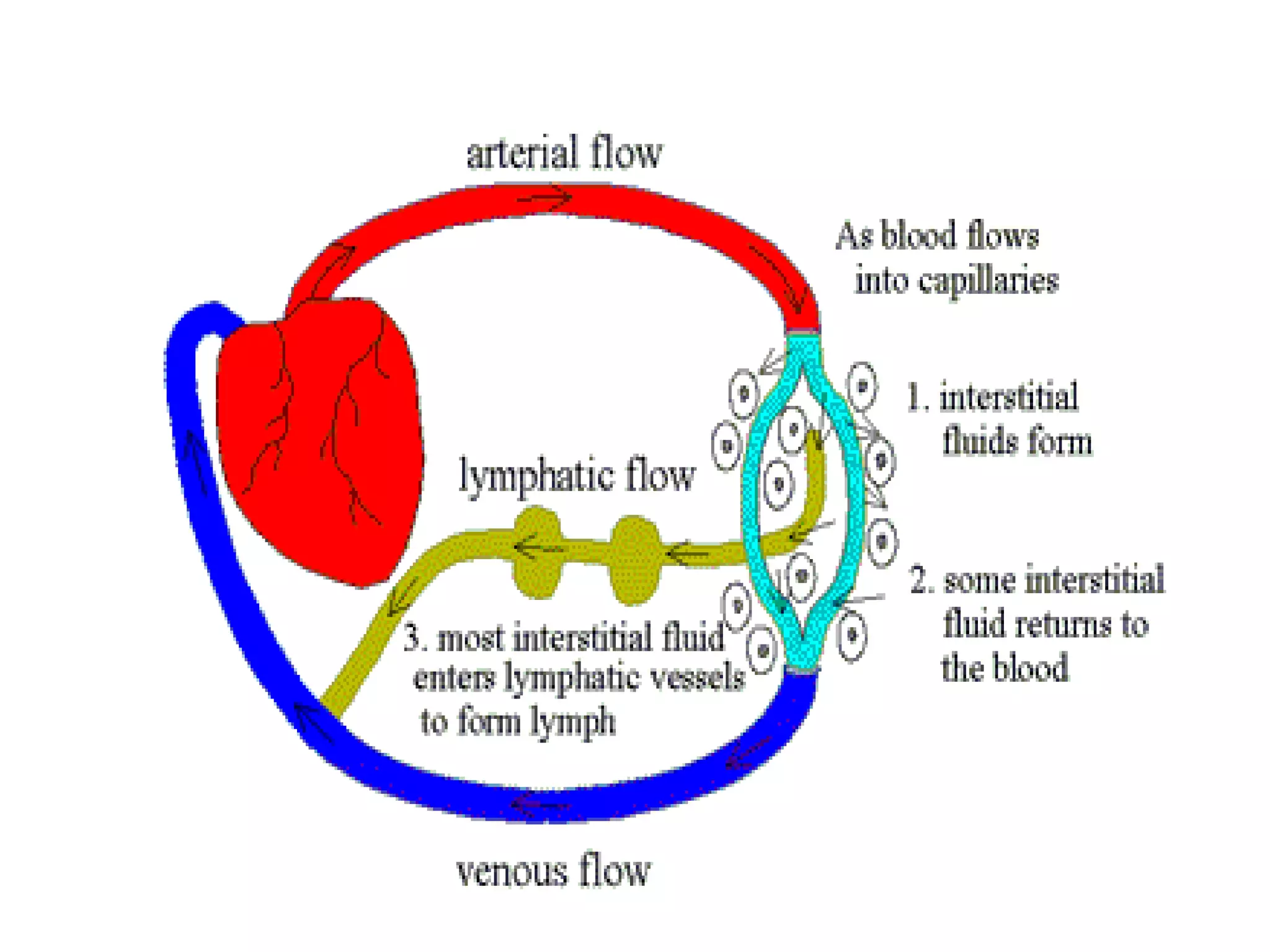 Lymphatic system-----(Physiology) | PPTX