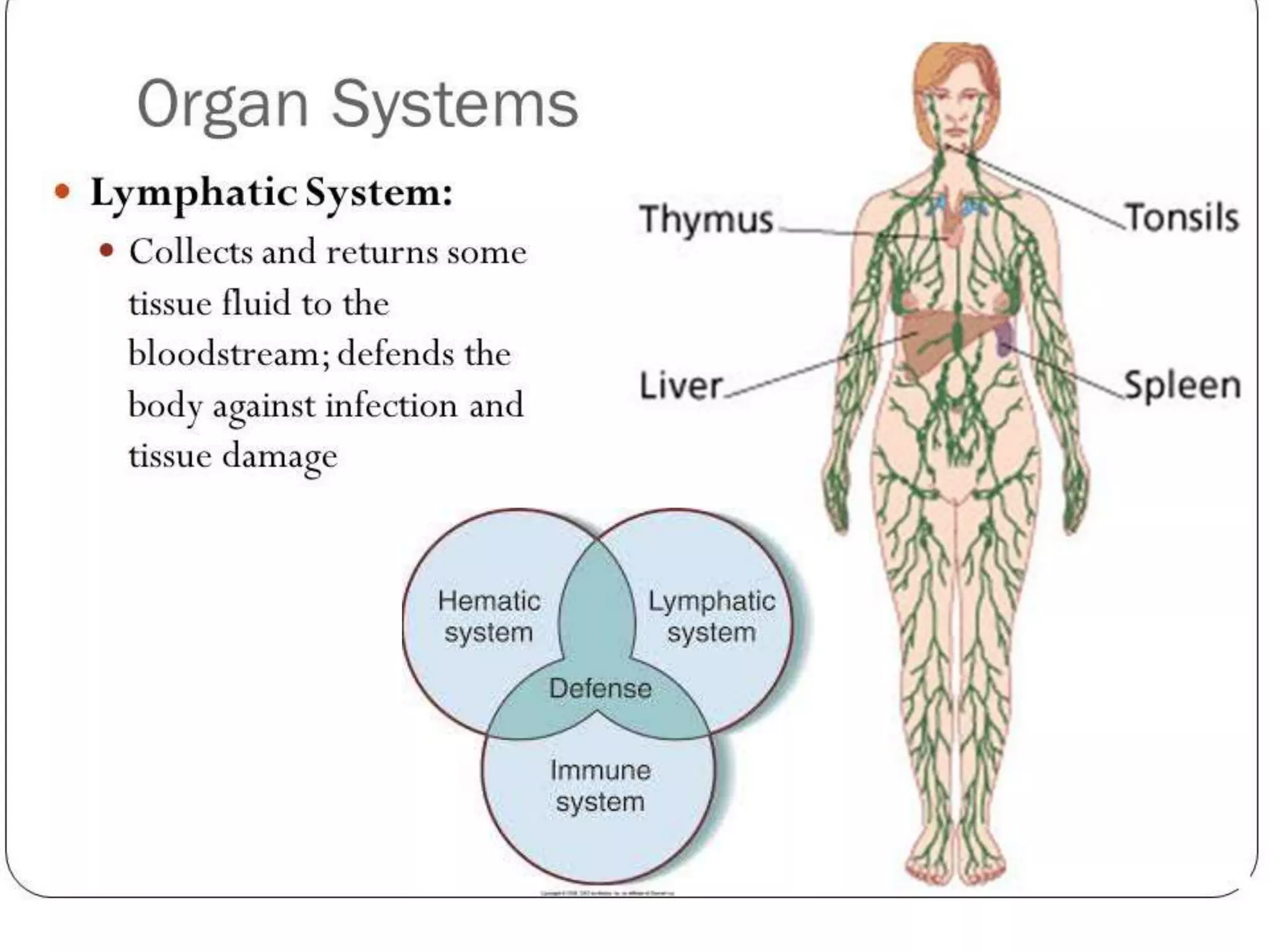 Lymphatic system-----(Physiology) | PPTX