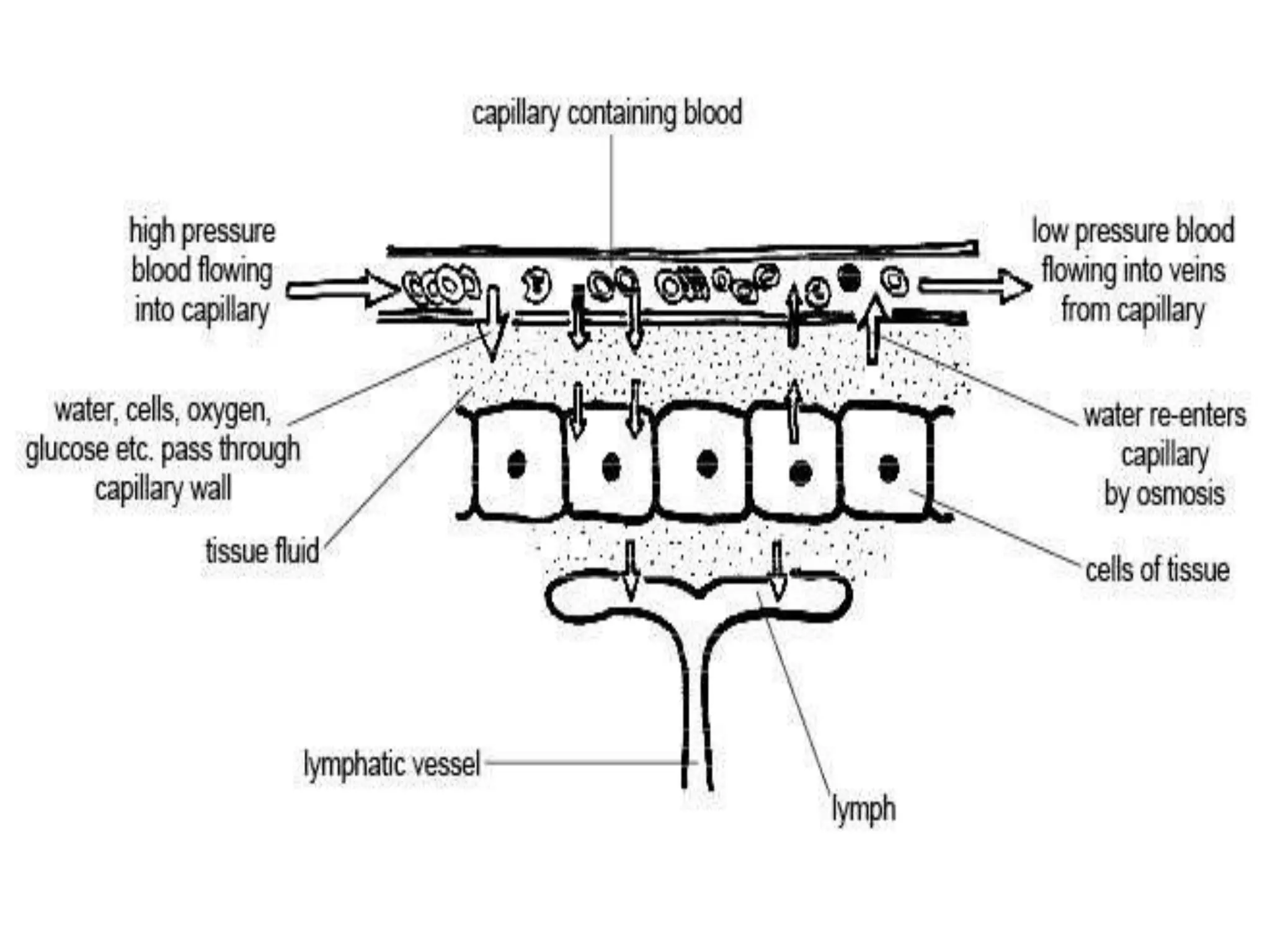 Lymphatic system-----(Physiology) | PPTX