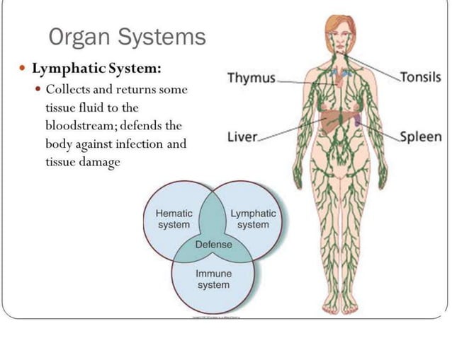 Lymphatic system-----(Physiology) | PPTX