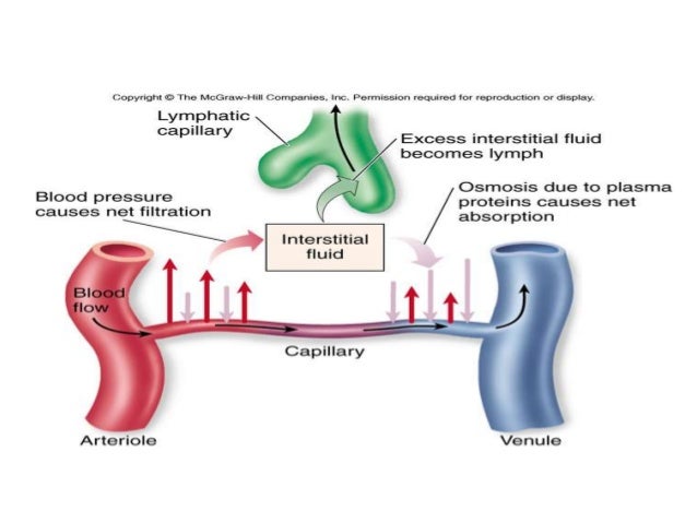 Lymphatic system-----(Physiology)