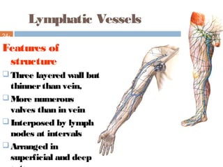 Lymphatic system | PPT