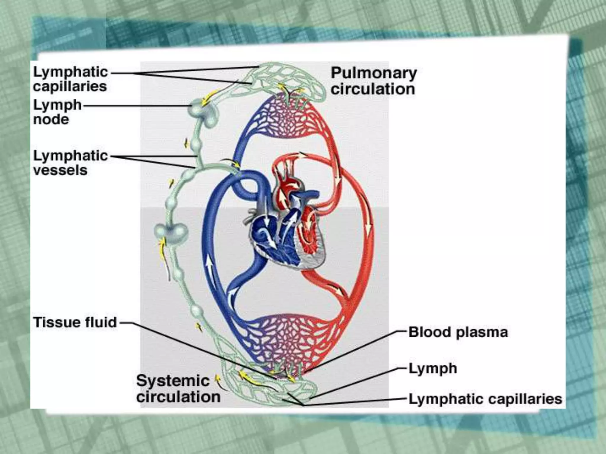 Lymphatic system | PPTX