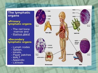 Lymphatic system | PPTX