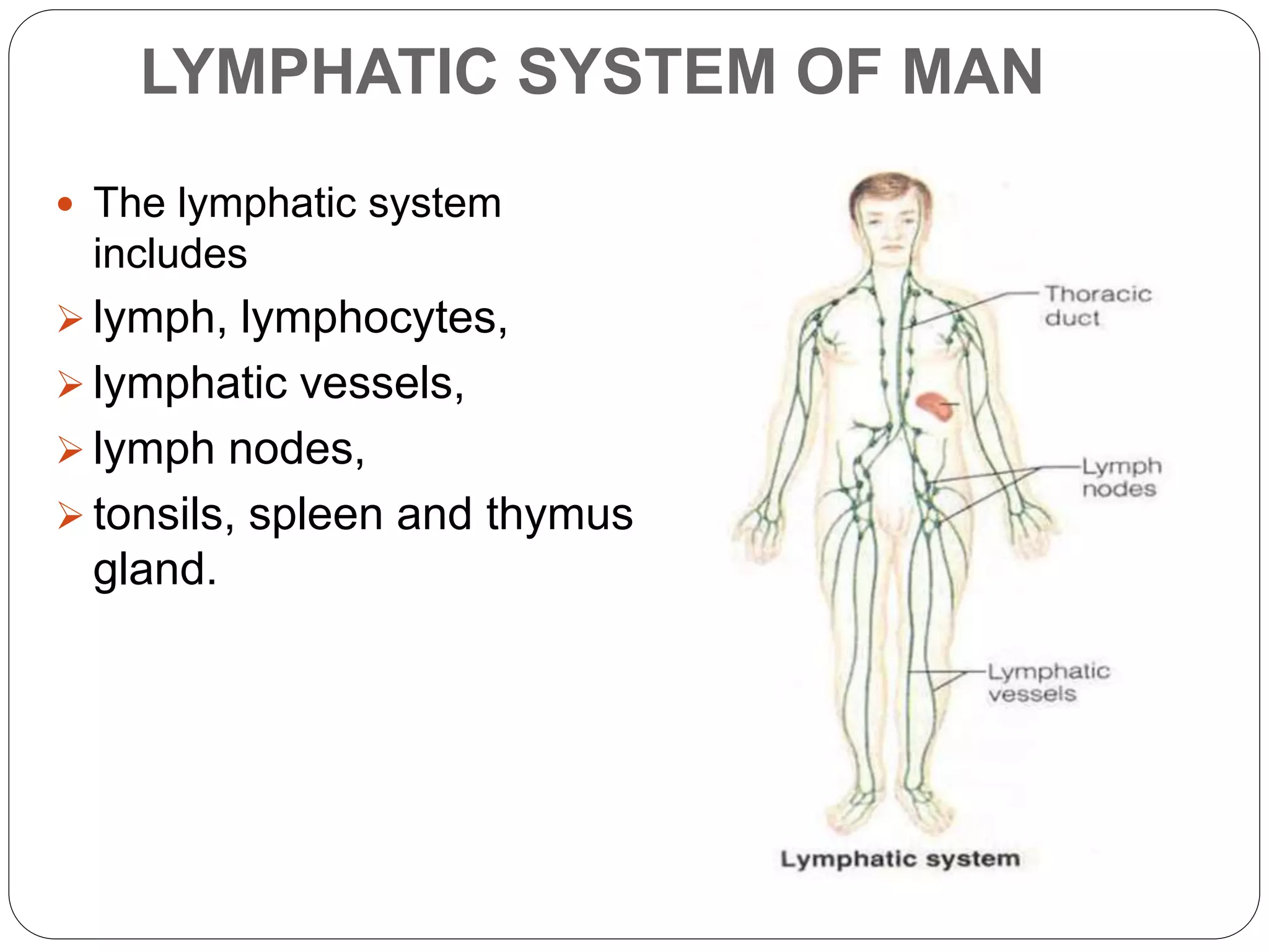 Lymphatic system | PPTX | Ear, Nose and Throat Conditions | Diseases ...
