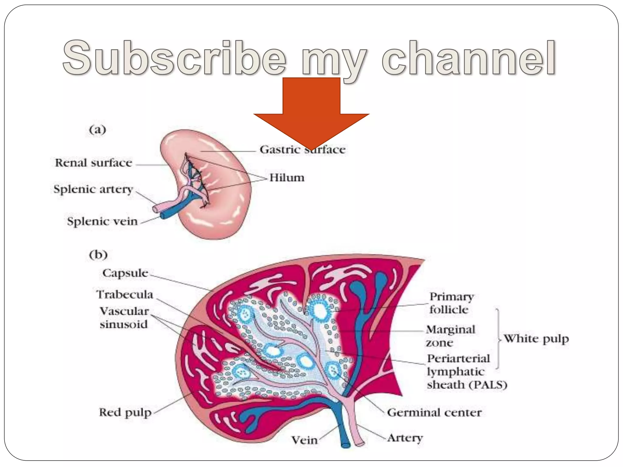 Lymphatic system | PPTX | Ear, Nose and Throat Conditions | Diseases ...