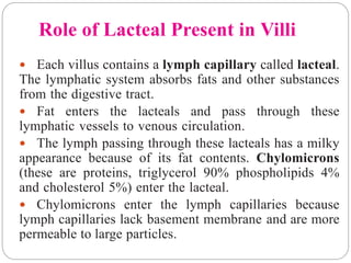 Lymphatic system | PPTX | Ear, Nose and Throat Conditions | Diseases ...