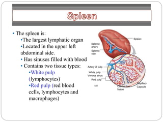 Lymphatic system | PPTX