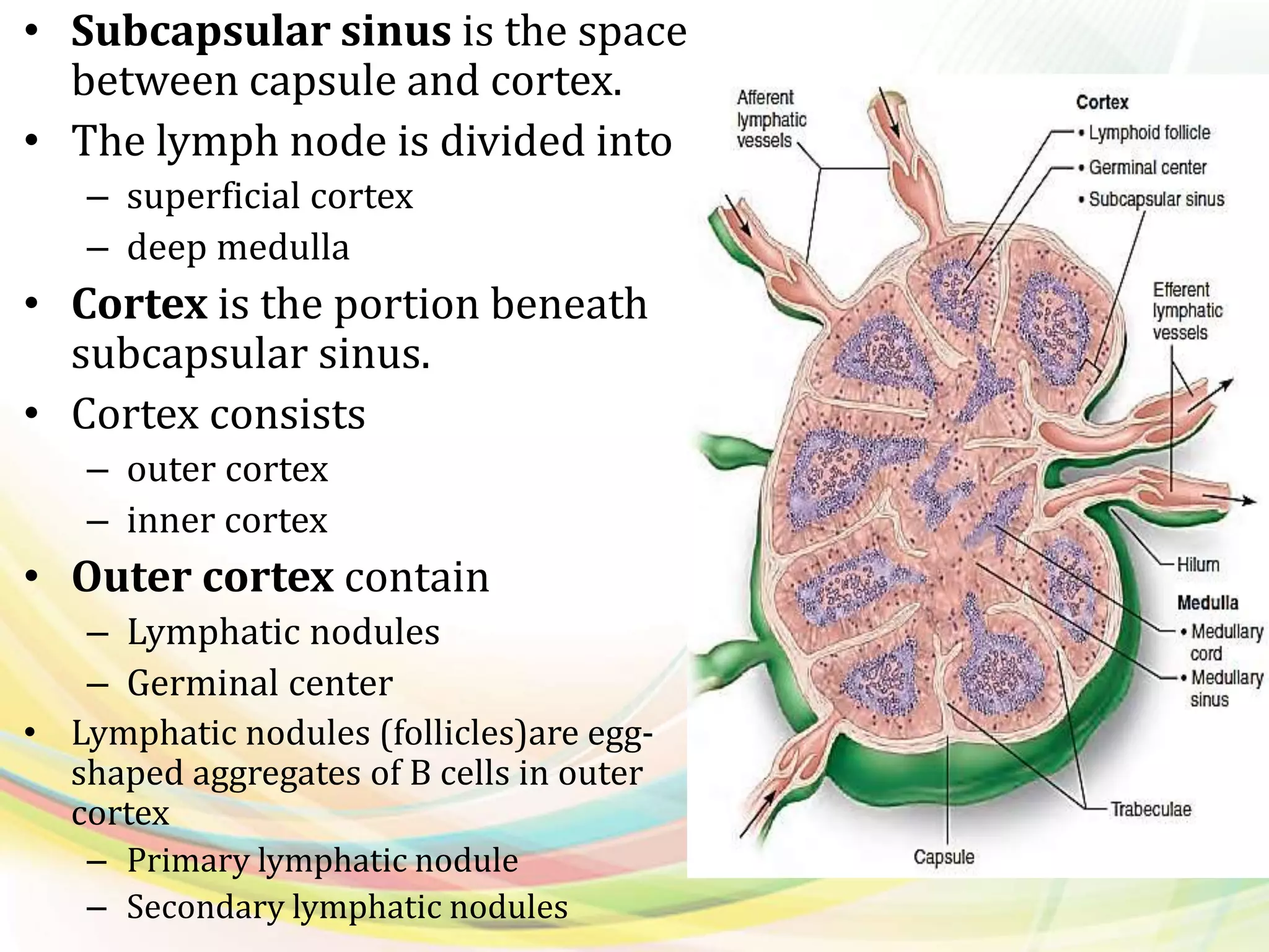Lymphatic system | PPSX