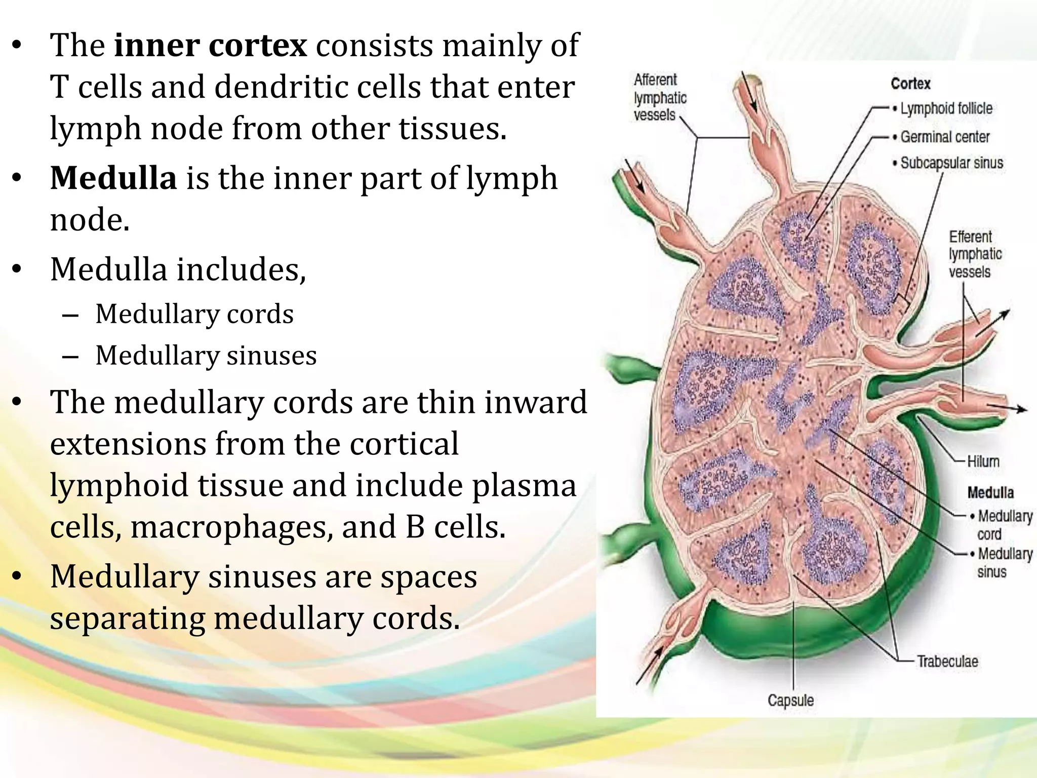 Lymphatic system | PPSX