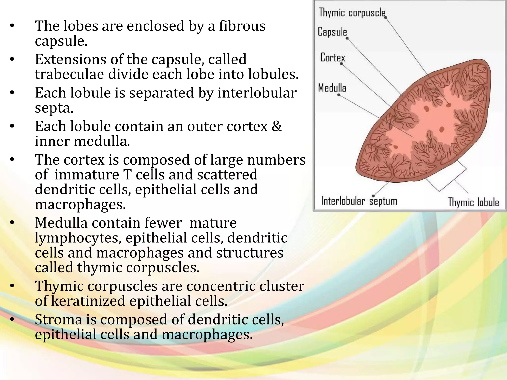 Lymphatic system | PPSX