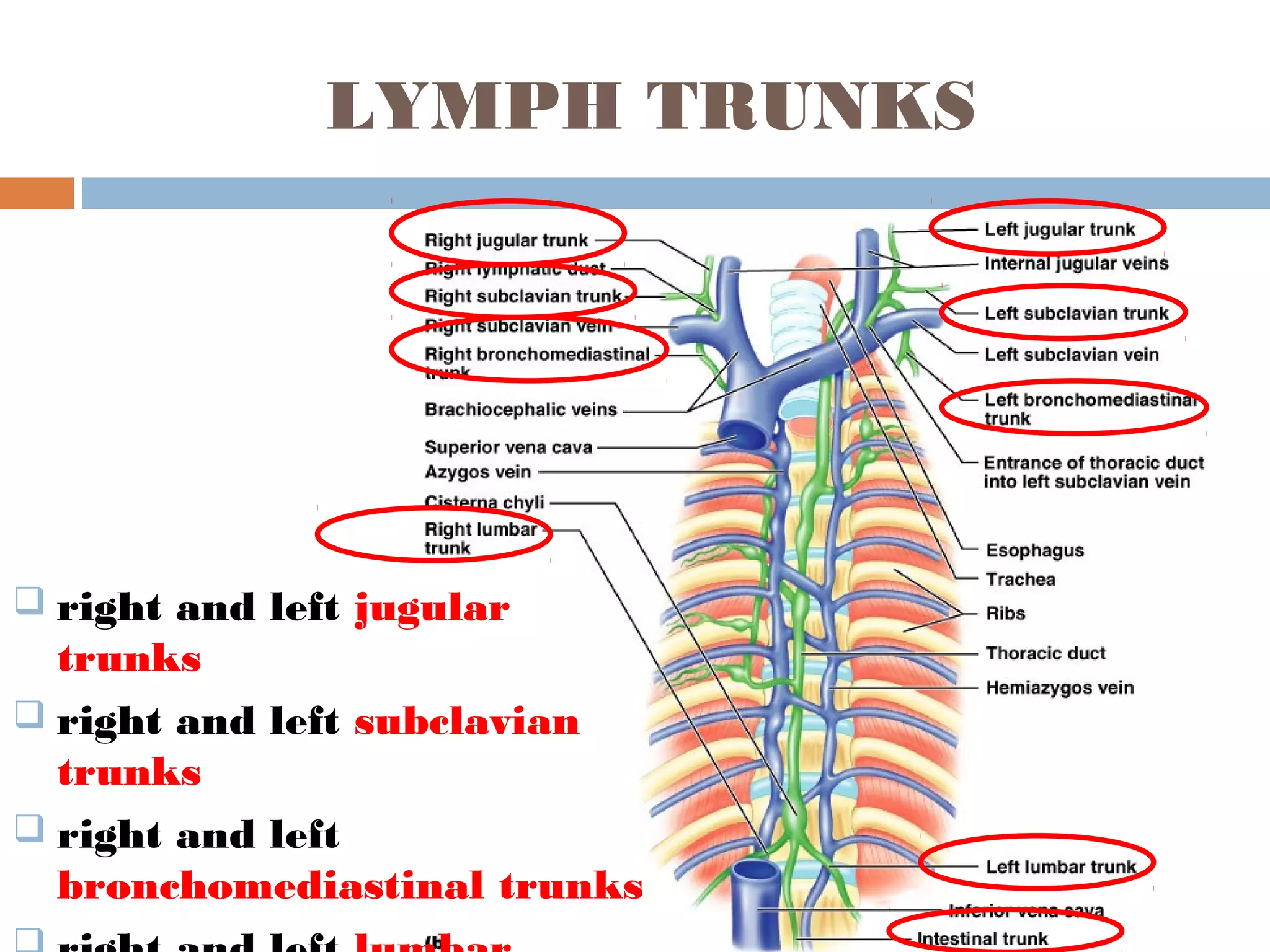 Lymphatic system (function of lymphatic systems) | PPT