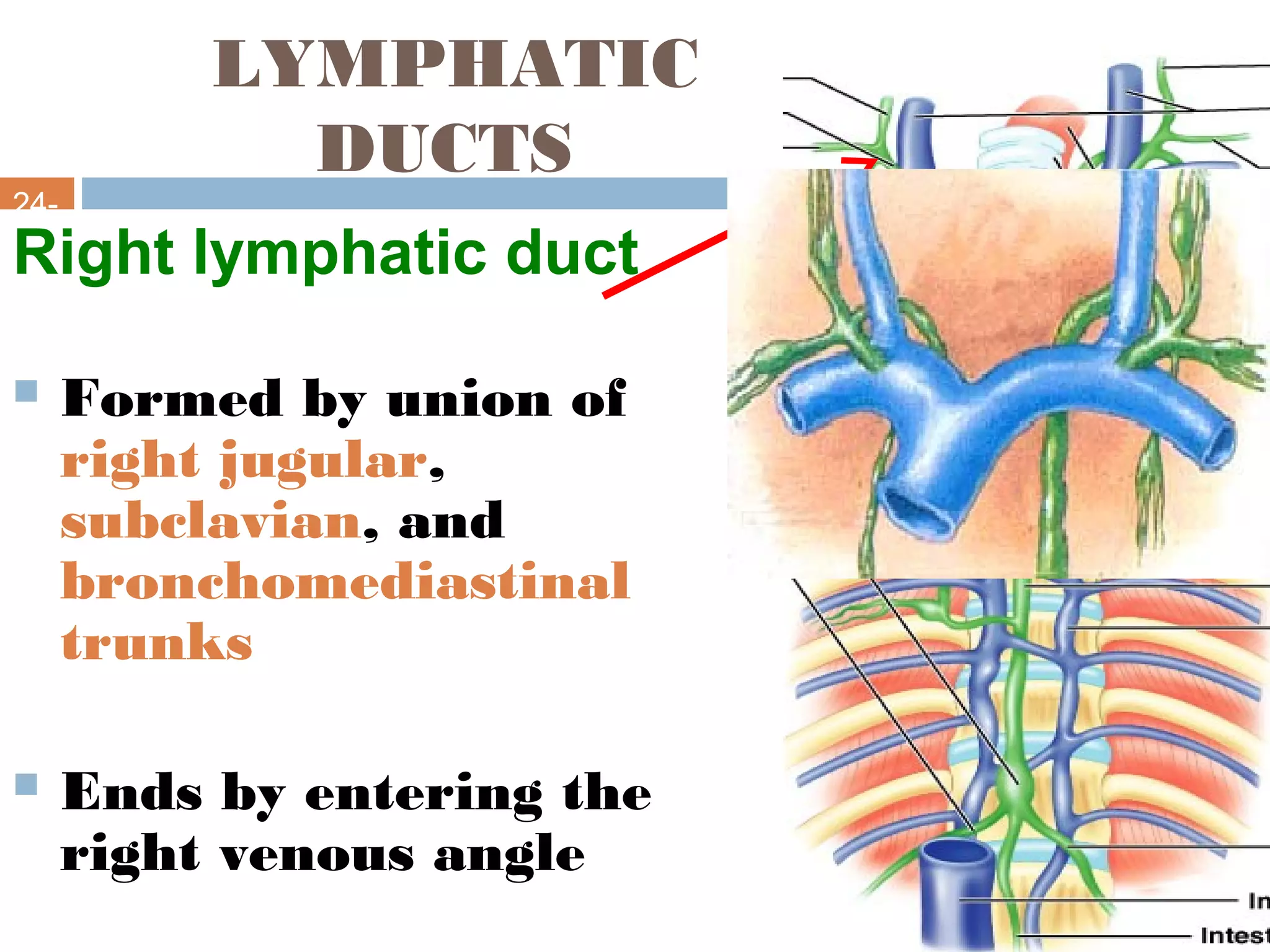 Lymphatic system (function of lymphatic systems) | PPT