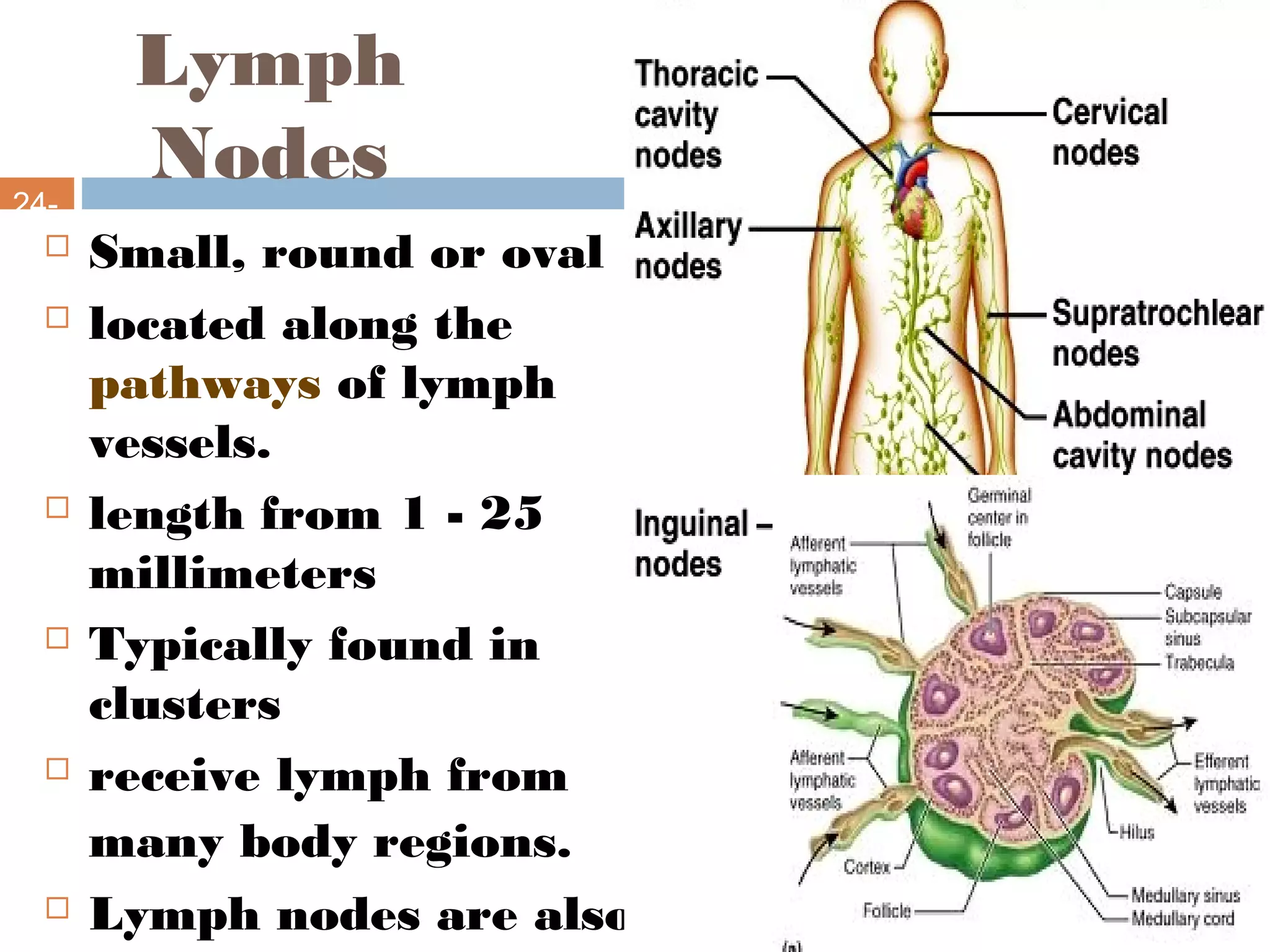 Lymphatic system (function of lymphatic systems) | PPT | Lung and ...