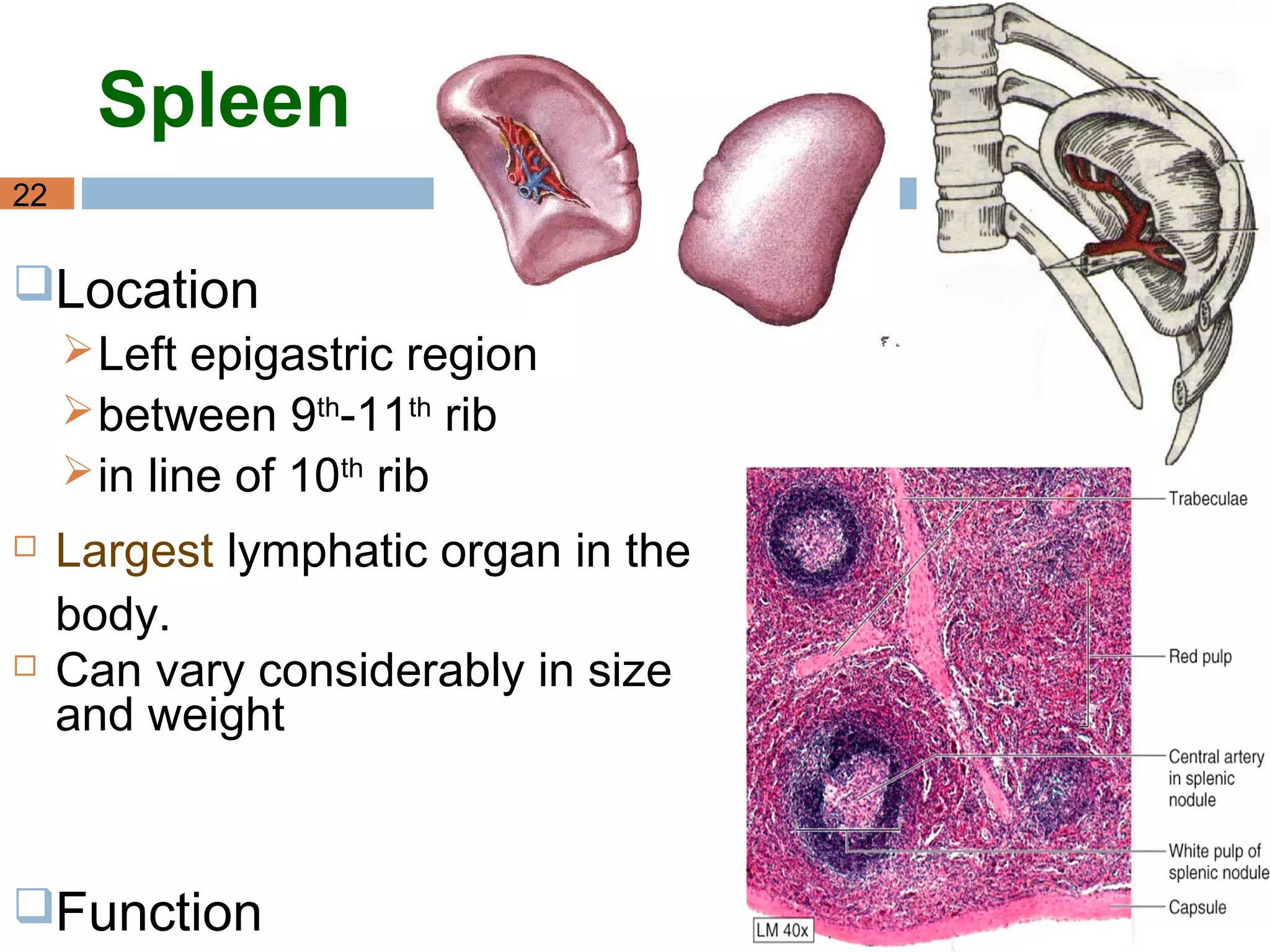 Lymphatic system (function of lymphatic systems) | PPT