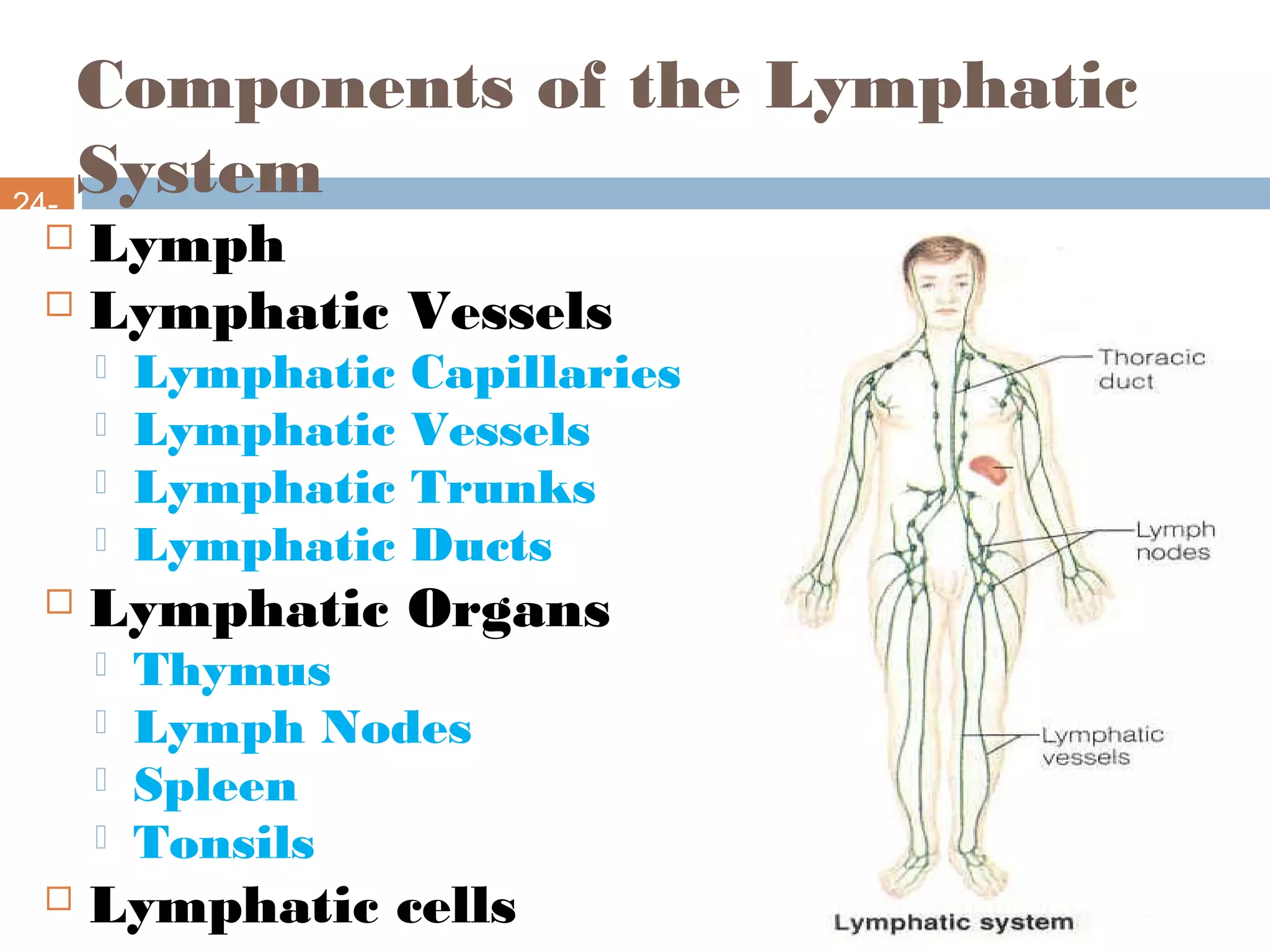 Lymphatic system (function of lymphatic systems) | PPT