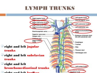 Lymphatic system (function of lymphatic systems) | PPT