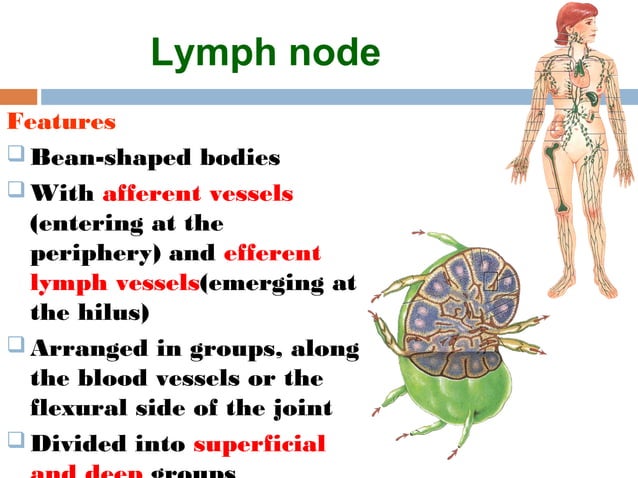 Lymphatic system (function of lymphatic systems) | PPT | Lung and ...