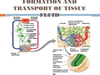 Lymphatic system (function of lymphatic systems) | PPT