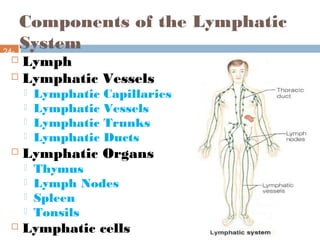 Lymphatic System Functions For Kids