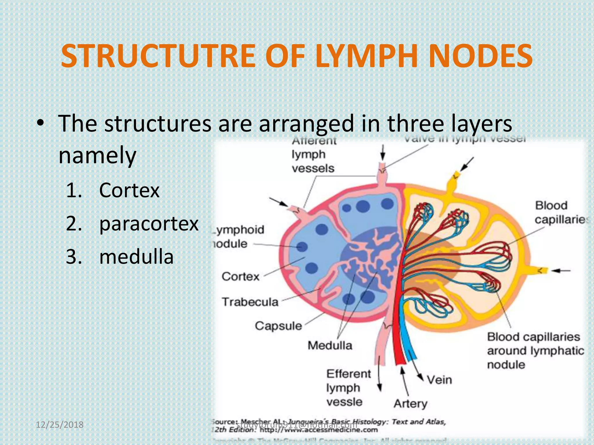 Lymphatic system, Human Lymphatic system | PPT
