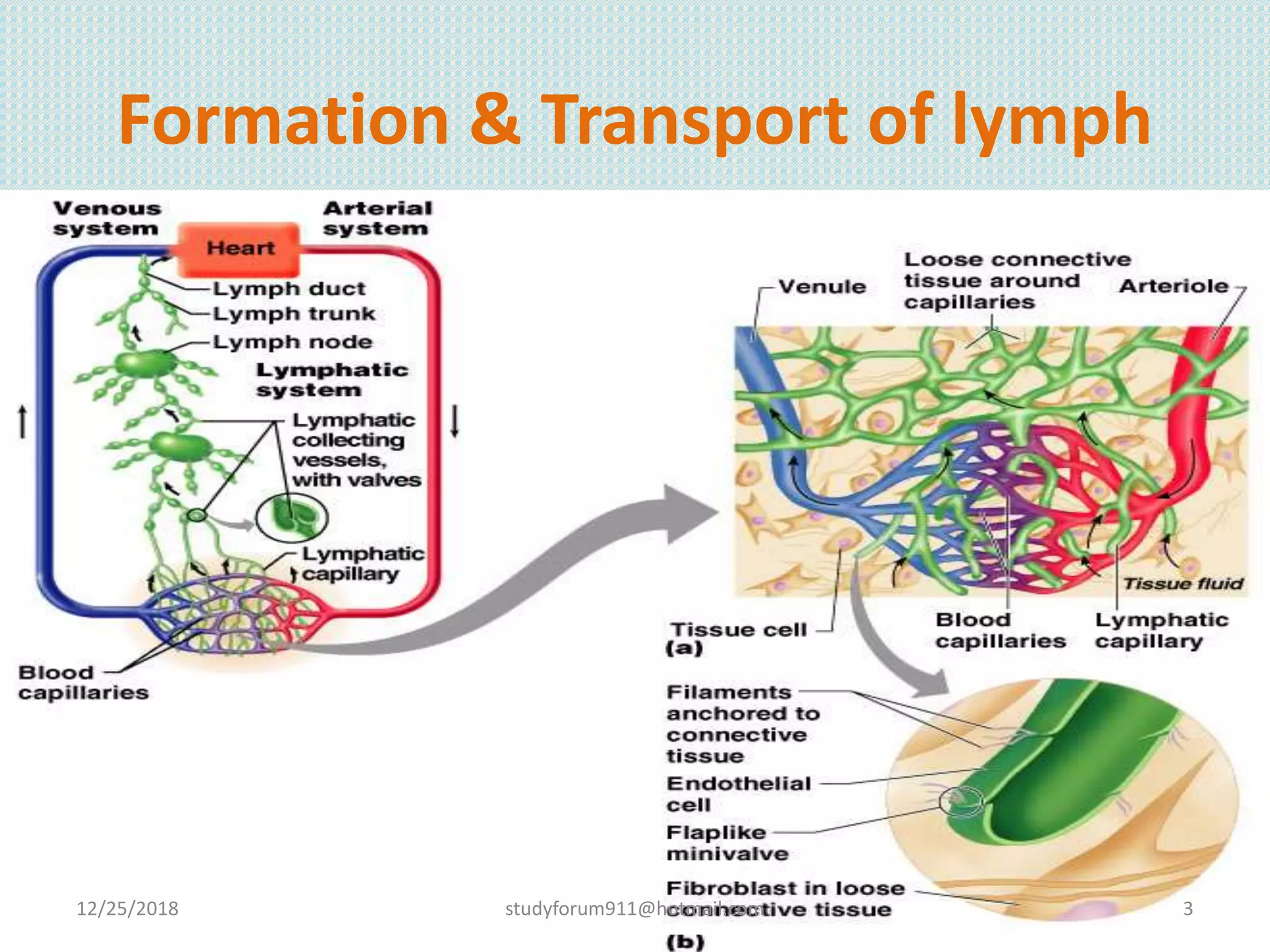 Lymphatic system, Human Lymphatic system | PPT