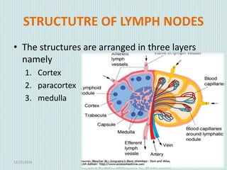 Lymphatic system, Human Lymphatic system | PPT