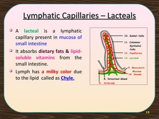 Lymphatic system | PPT