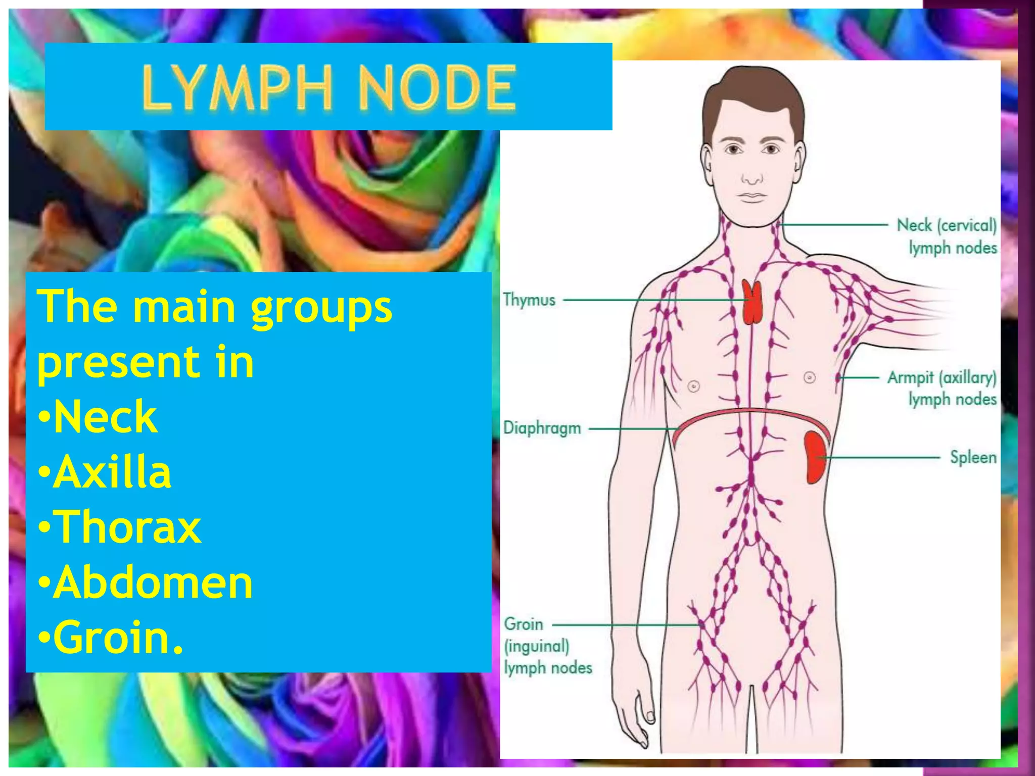 Lymphatic system | PPT